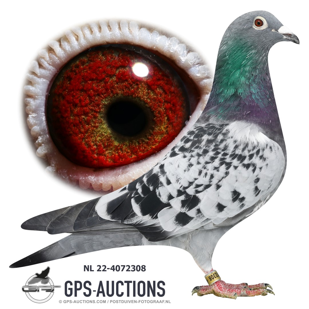 Belgium Speed Pigeons - GPS-Auctions