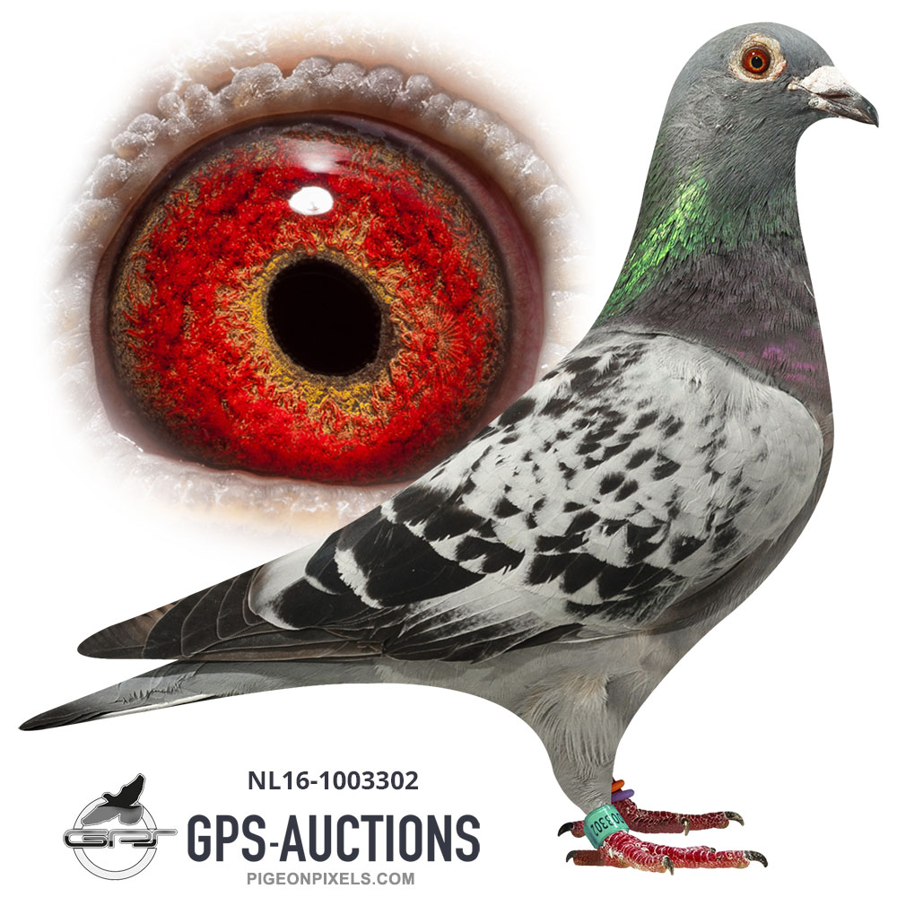 The Tj. & J. Elzinga + R. & S. Fokkinga Special - GPS-Auctions