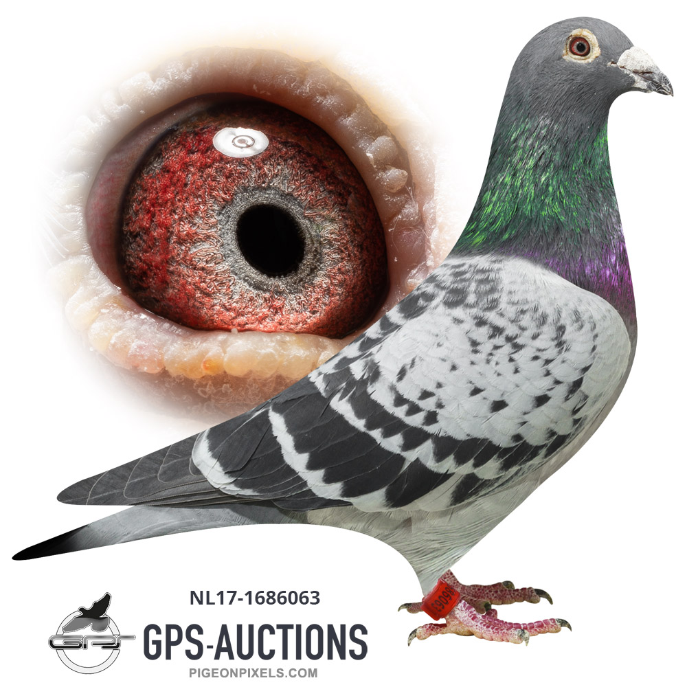 Anton Ruitenberg Special - GPS-Auctions