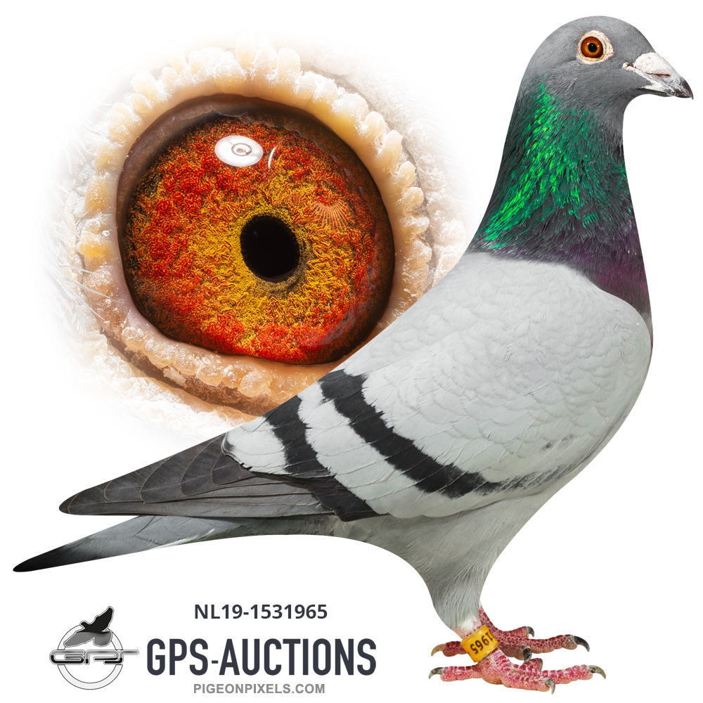5 Super Marathon Pigeons - GPS-Auctions