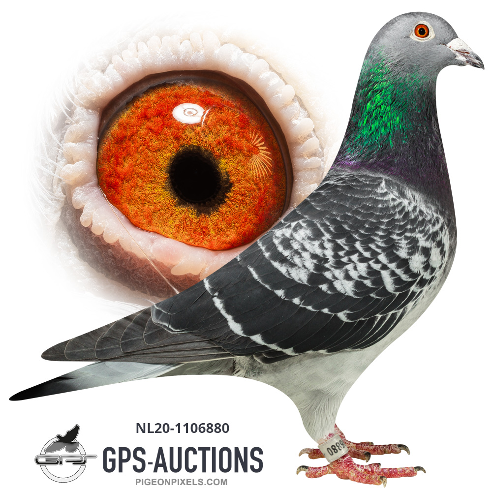 5 Super Marathon Pigeons - GPS-Auctions