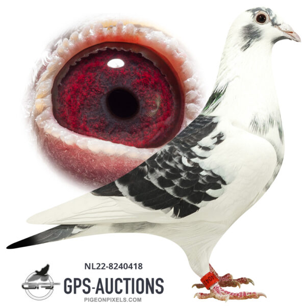 Johnny Ulrich - (Batenburg - vd Merwe) Special - GPS-Auctions