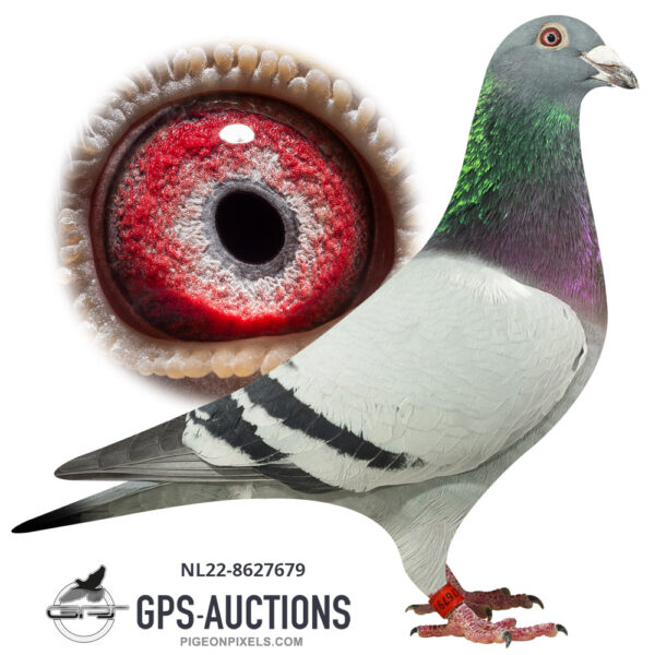 Lucie v Es Pigeons 第 4 部分 - GPS-Auctions