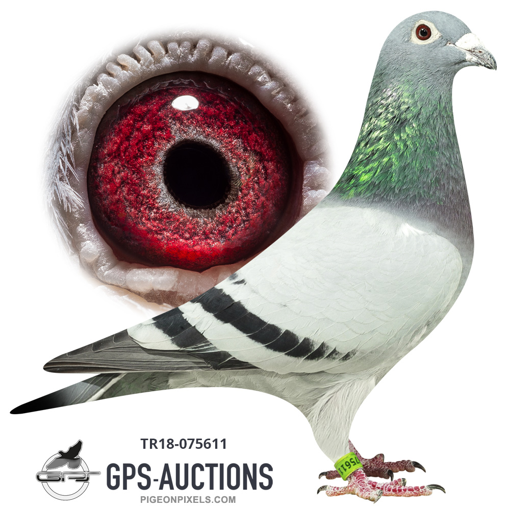 Auctions - Page 443 of 443 - GPS-Auctions