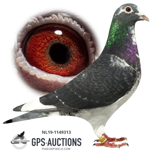 A. & P. Delnoy - GPS-Auctions