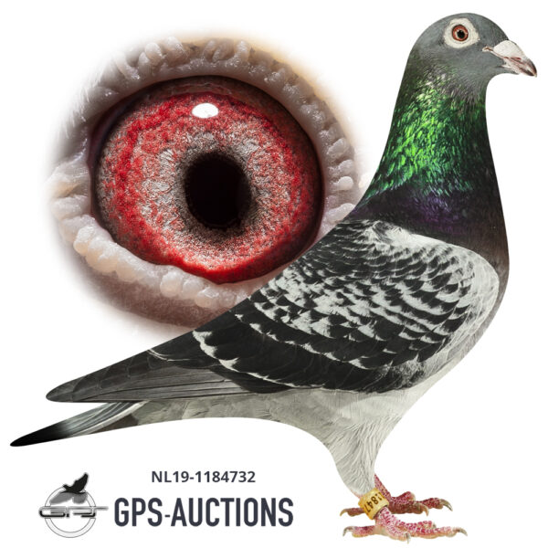 The Dutch Pigeons Collection - GPS-Auctions