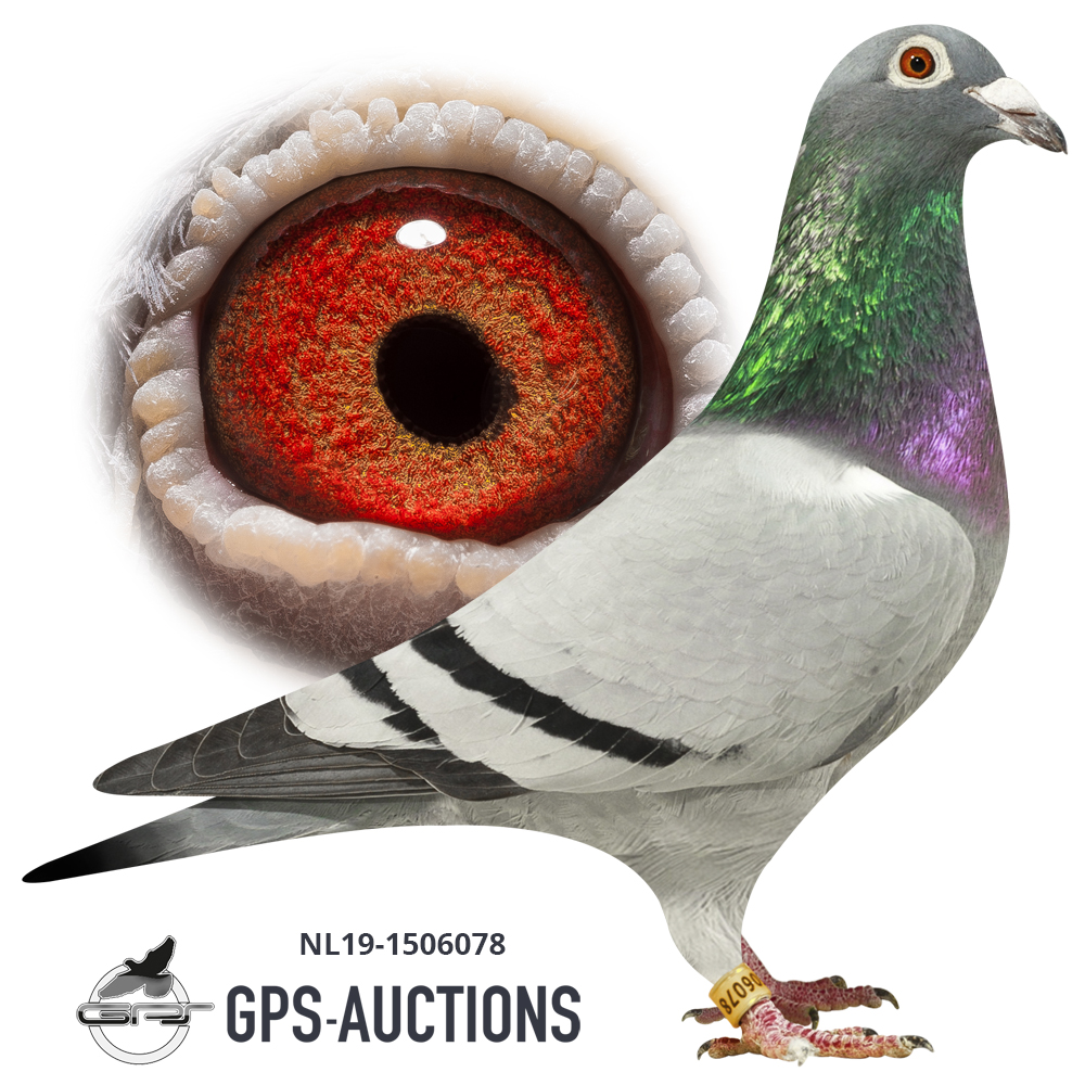 The Dutch Pigeons Collection - GPS-Auctions