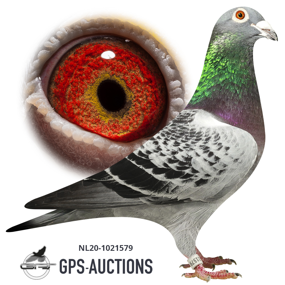 The Dutch Pigeons Collection - GPS-Auctions