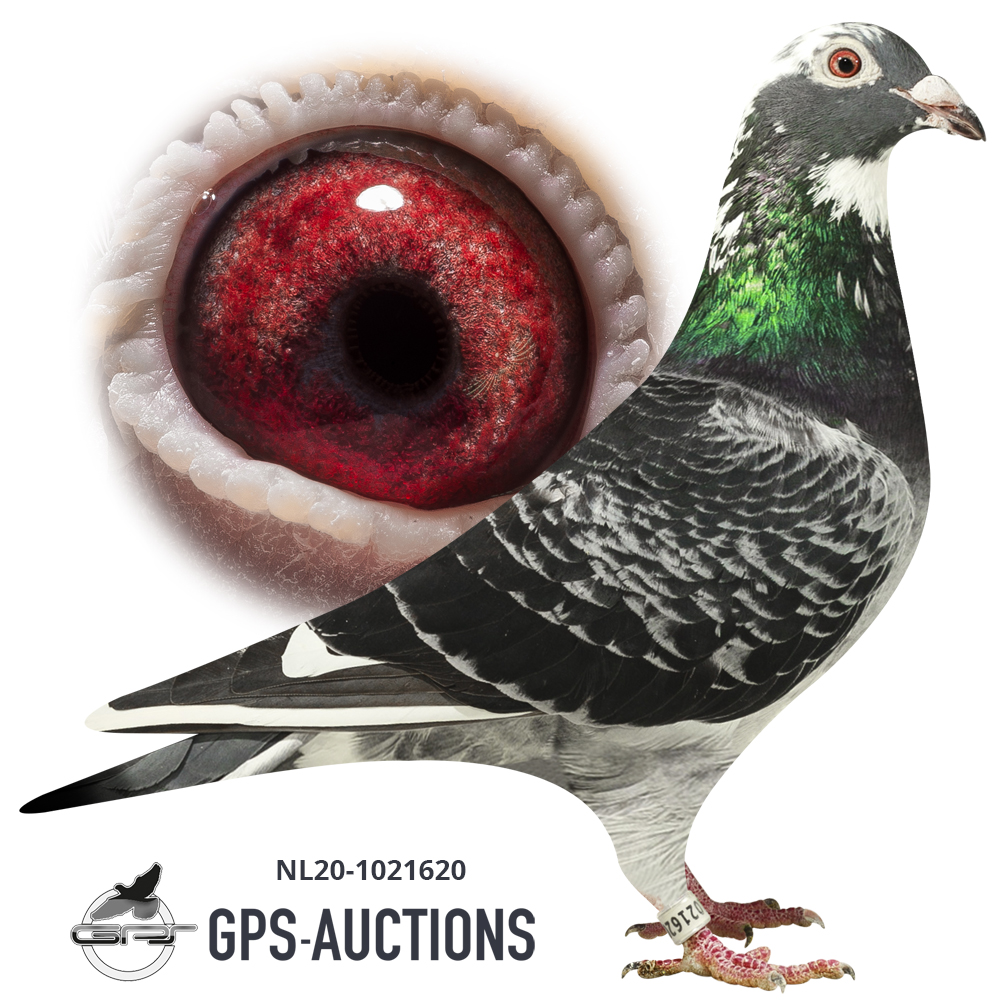 The Dutch Pigeons Collection - GPS-Auctions