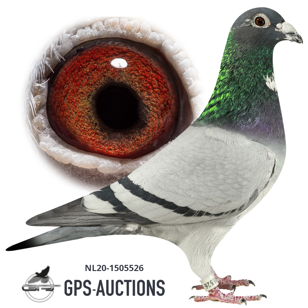 3 Pigeons Super Résultat - GPS-Auctions