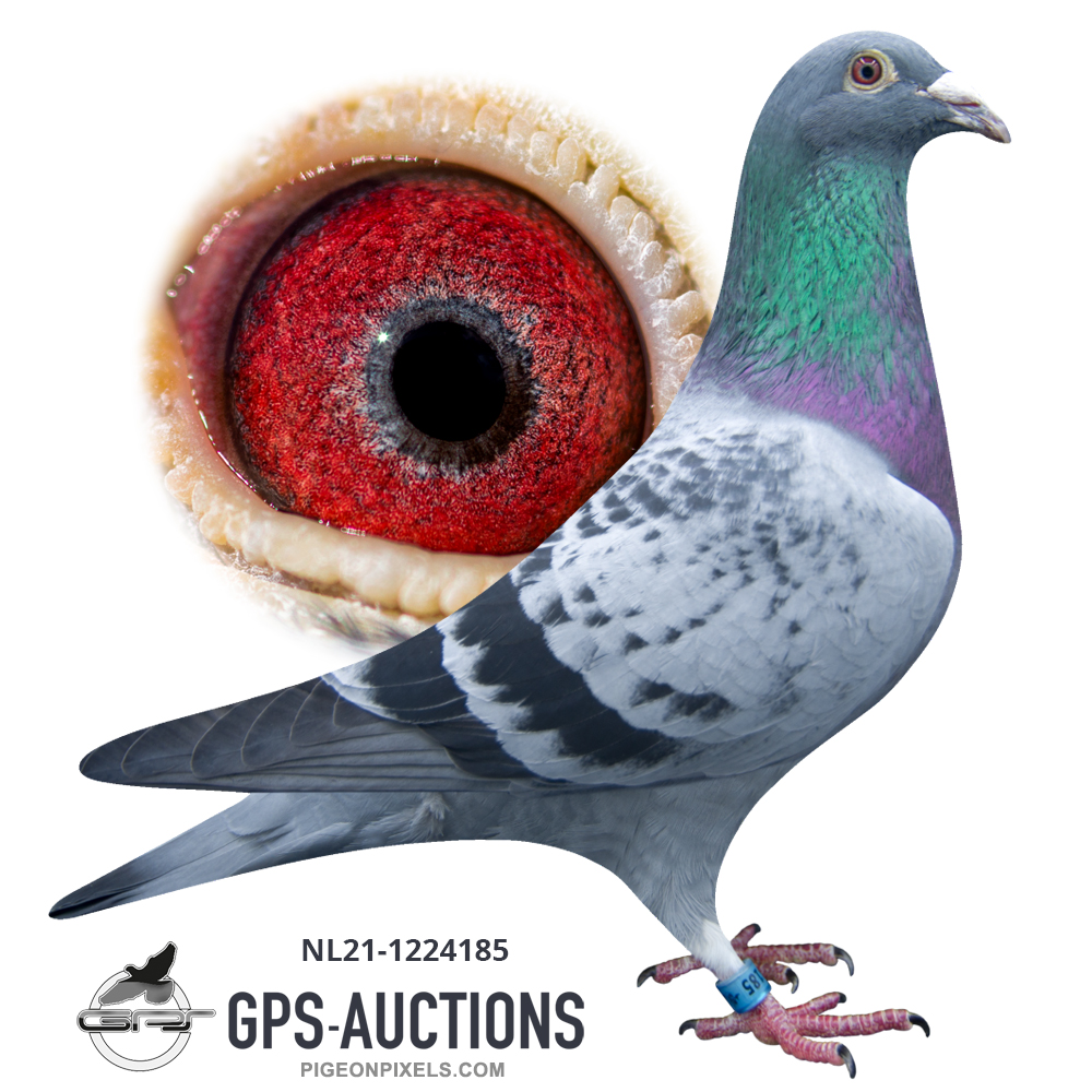 فيسكونت جلوبال - GPS-Auctions