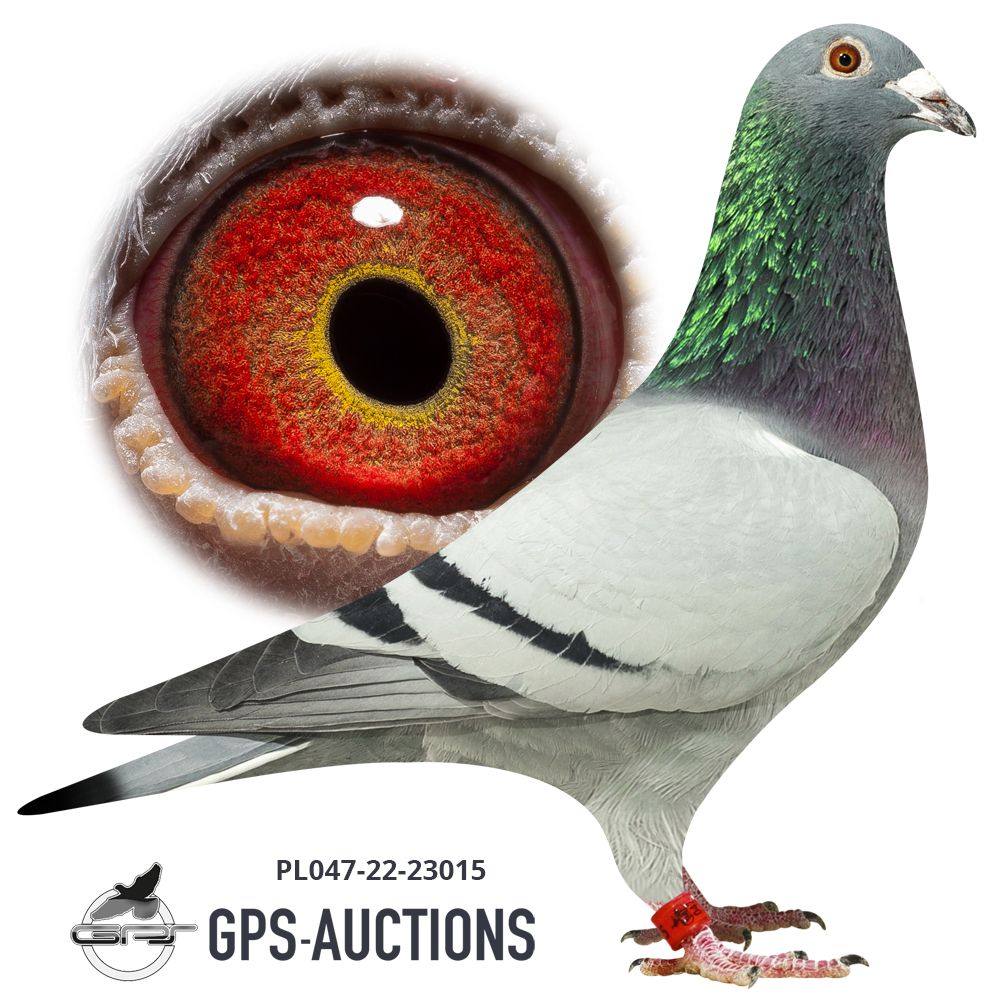 AS Racing Pigeons - GPS-Auctions