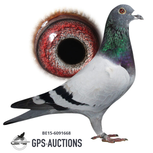 Dirk van Dyck Special - GPS-Auctions
