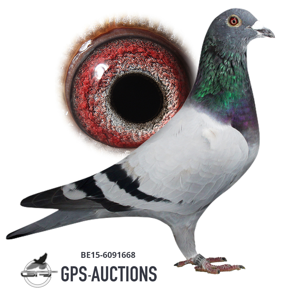 Dirk van Dyck Special - GPS-Auctions
