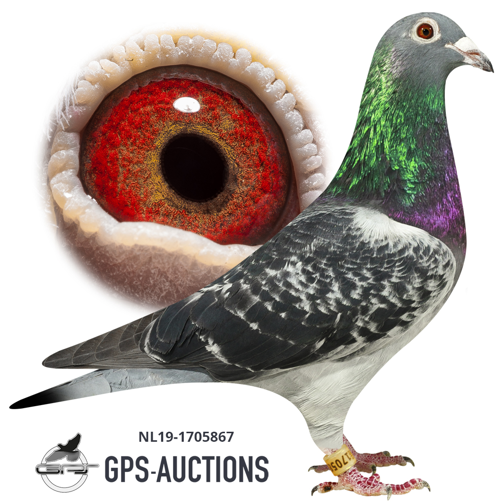 Bustraan Pigeons Part 2 - GPS-Auctions