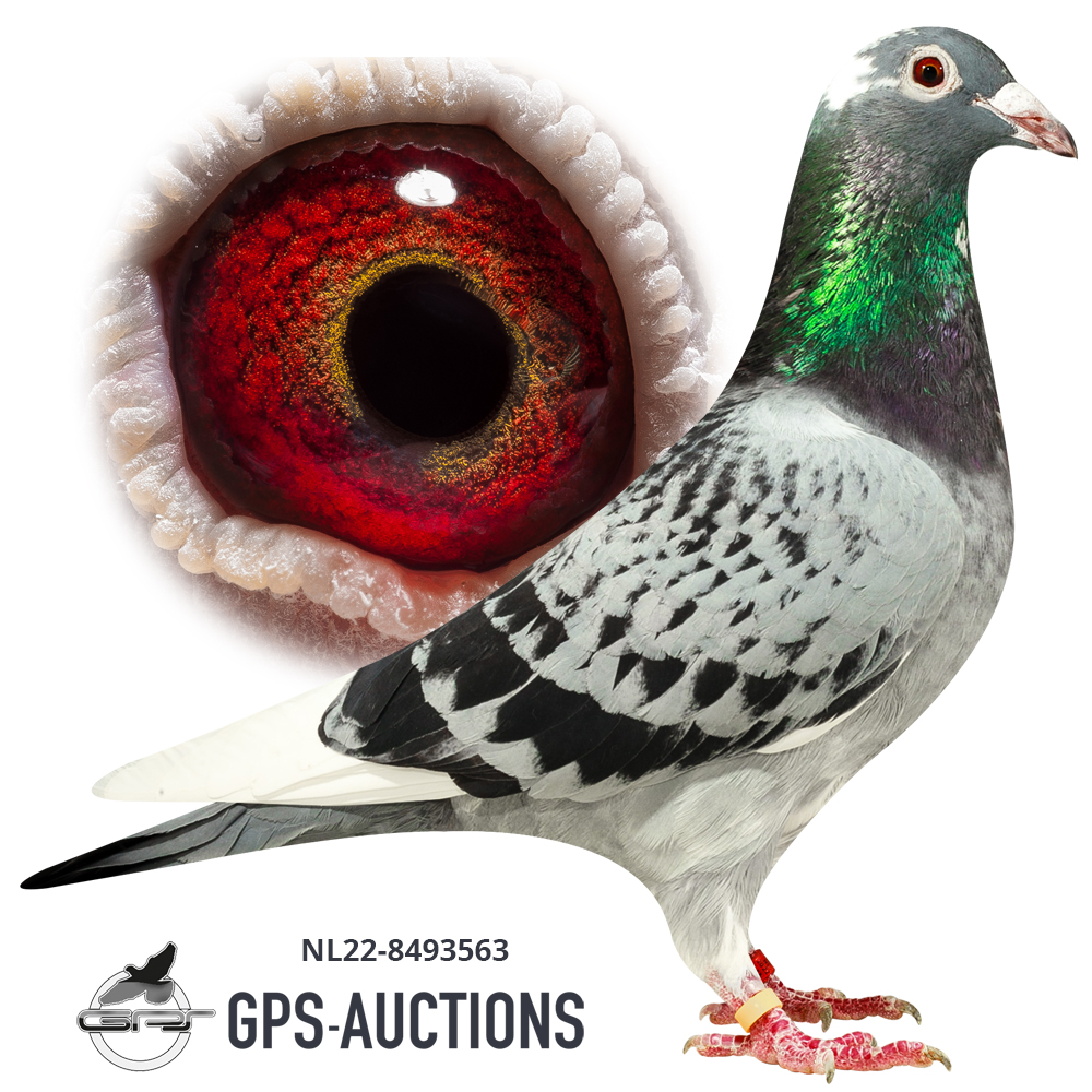 Bustraan Pigeons Part 4 - GPS-Auctions