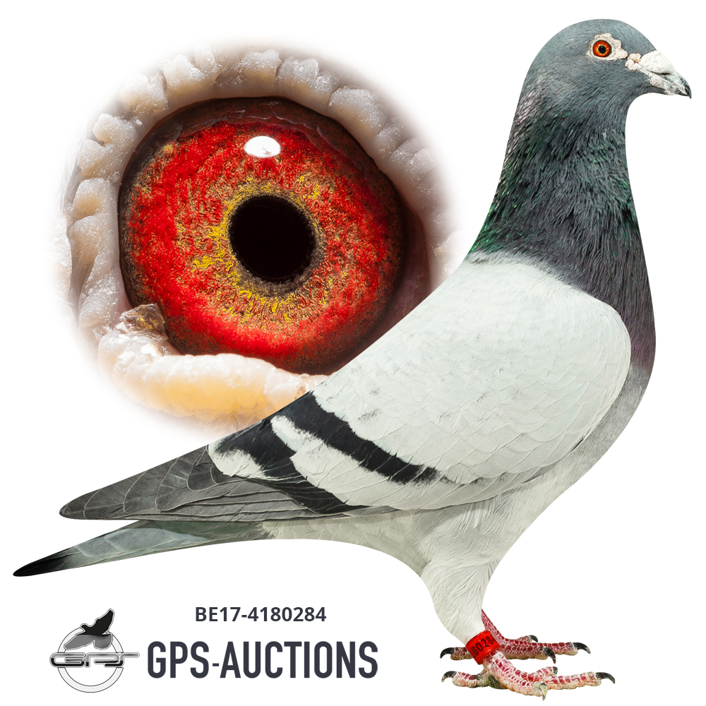 Debusschere Roger - GPS-Auctions