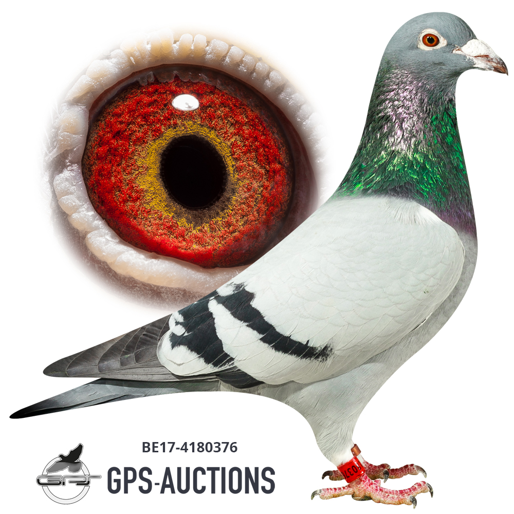 Debusschere Roger - GPS-Auctions