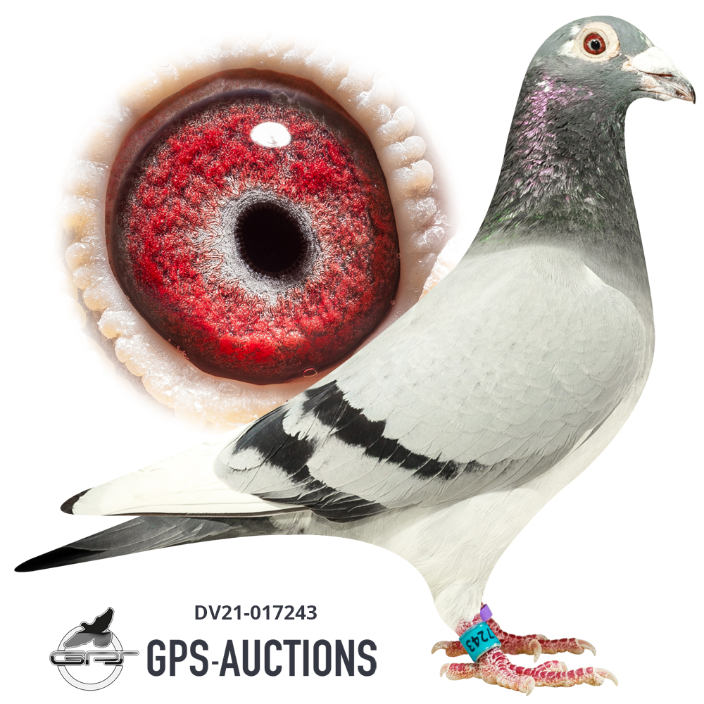 The Speed Auction - GPS-Auctions