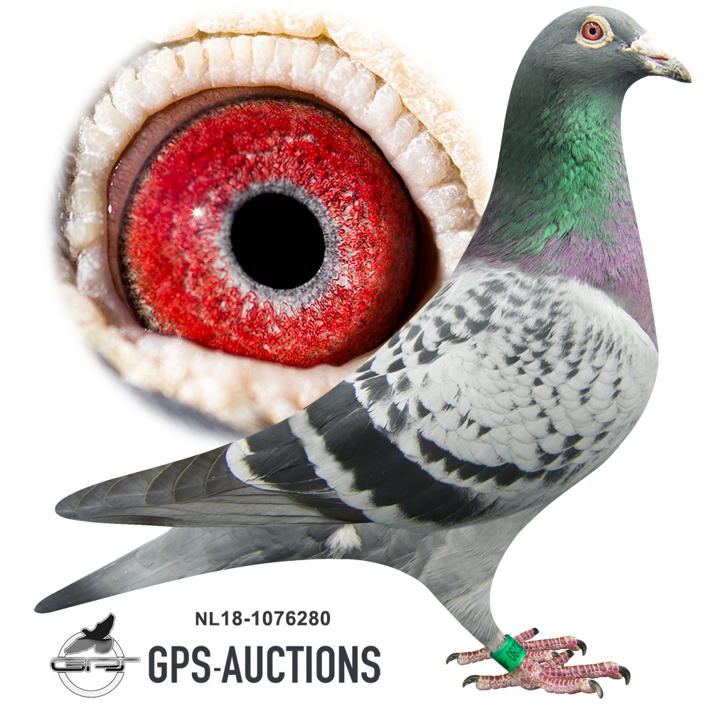 Team Viscount - GPS-Auctions