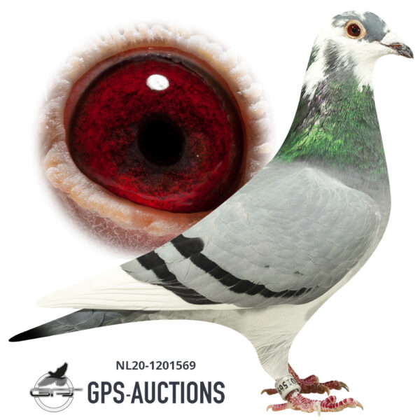 Nadir Çobanoglu Part 2 - GPS-Auctions