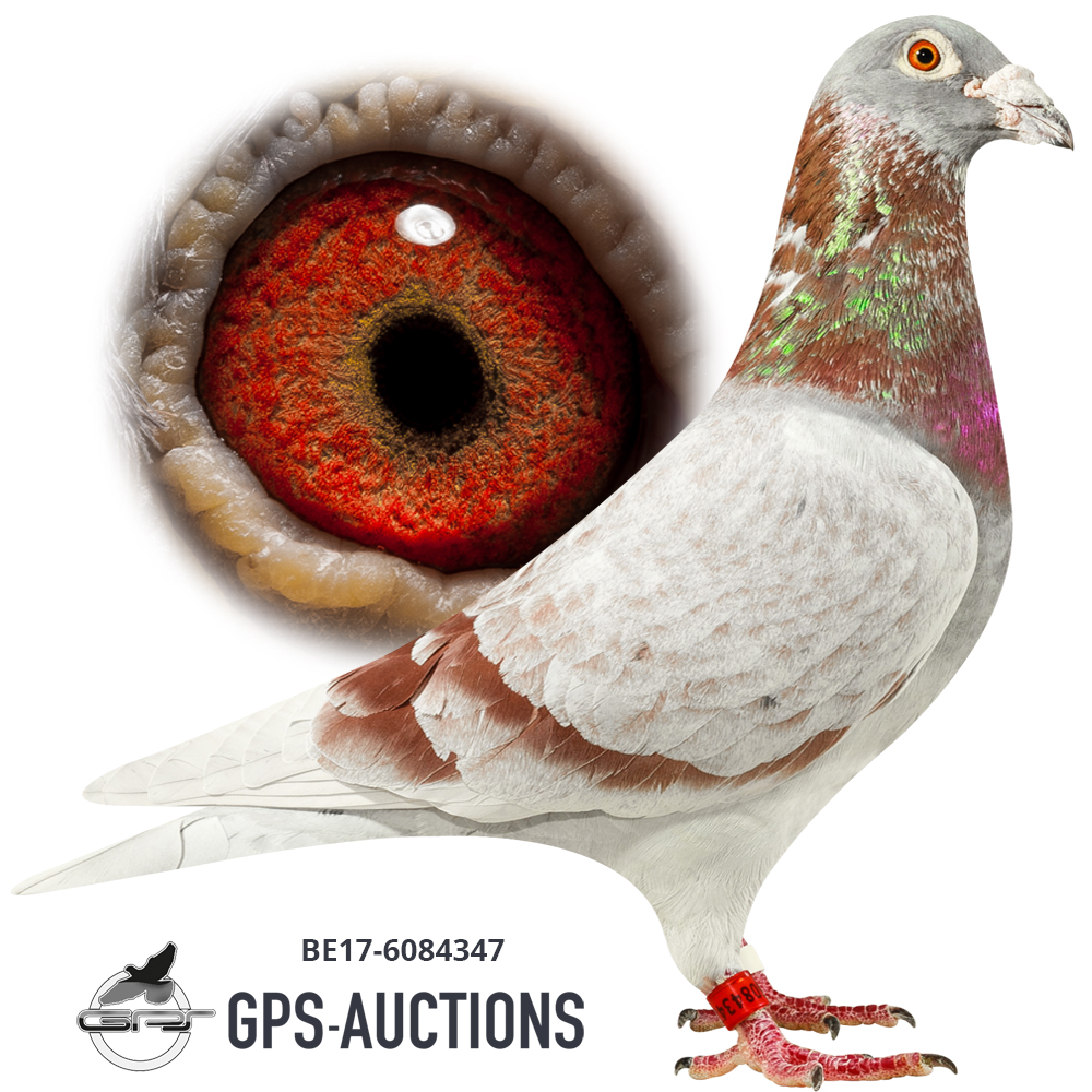 The Stefaan Lambrechts Special - GPS-Auctions