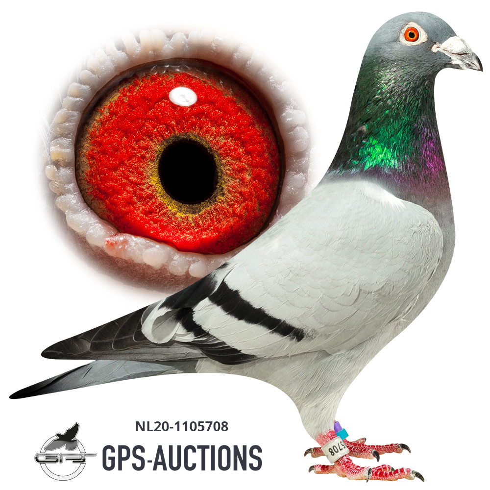 The Speed Collection - GPS-Auctions