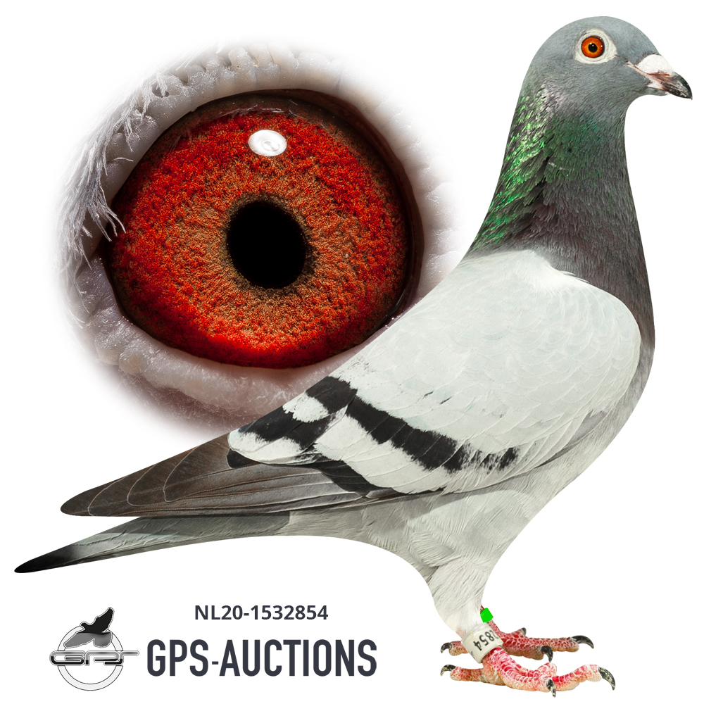 Bustran Pigeons P-2 - GPS-Auctions