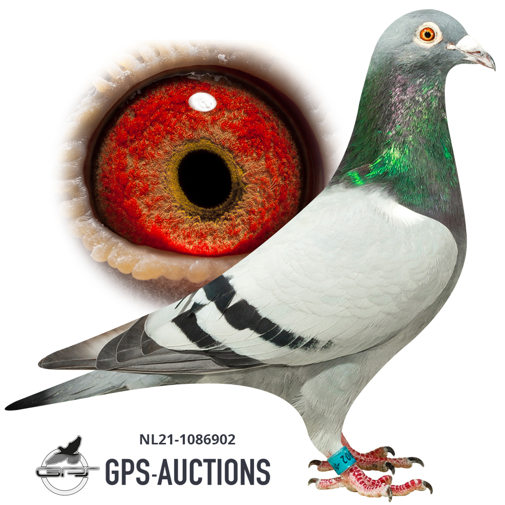 The Dutch Toppers - GPS-Auctions