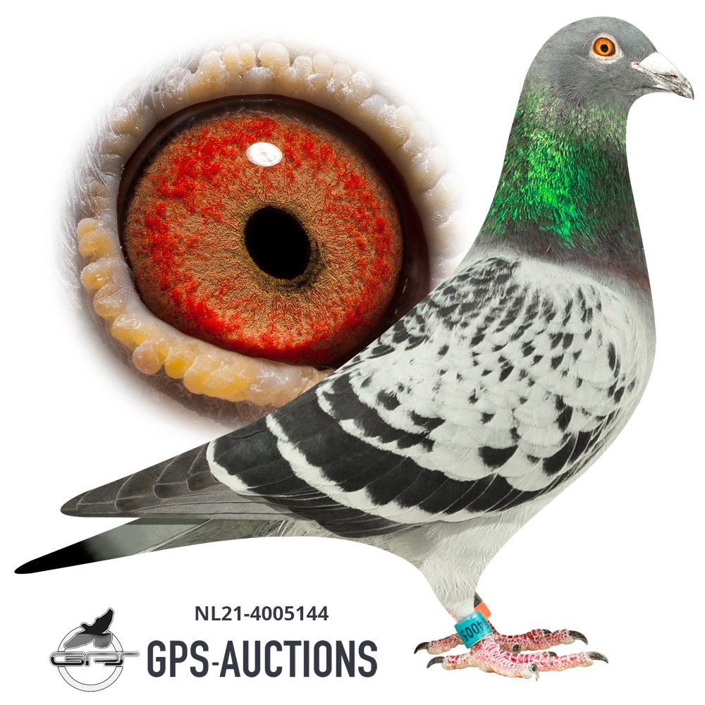 Belgium Speed Pigeons Part 2 - GPS-Auctions