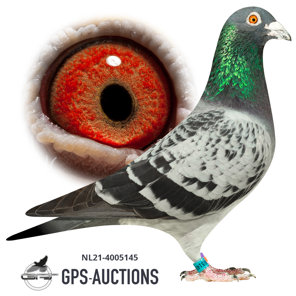 Belgium Speed Pigeons Part 2 - GPS-Auctions