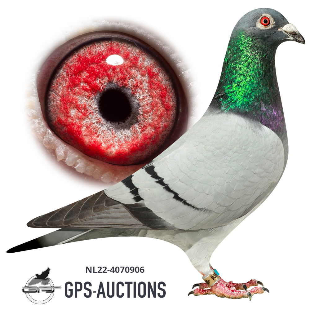 Belgium Speed Pigeons - GPS-Auctions