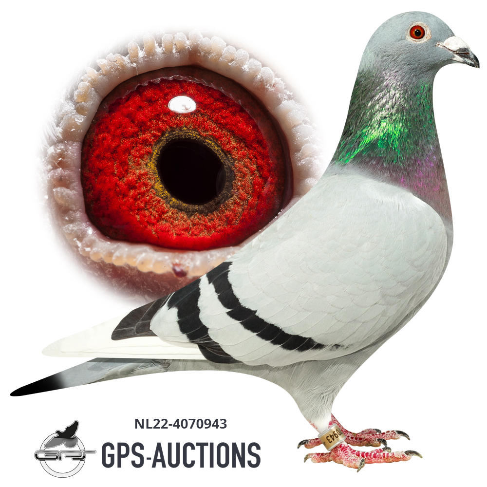 Belgium Speed Pigeons - GPS-Auctions