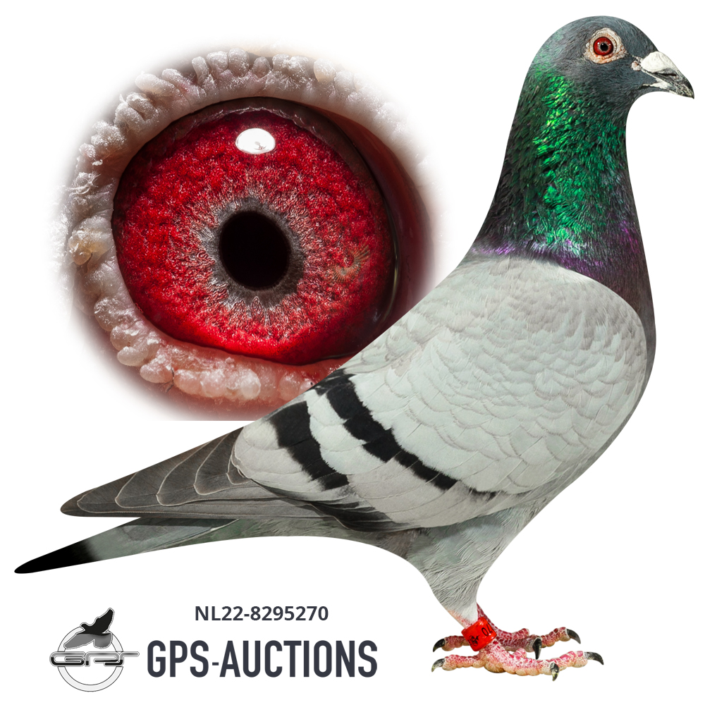 Belgium Speed Pigeons - GPS-Auctions