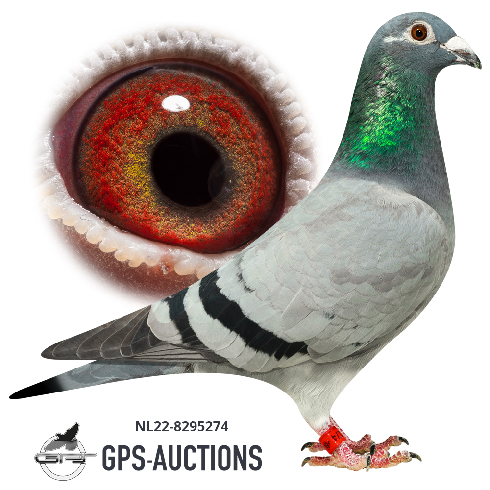 Belgium Speed Pigeons - GPS-Auctions