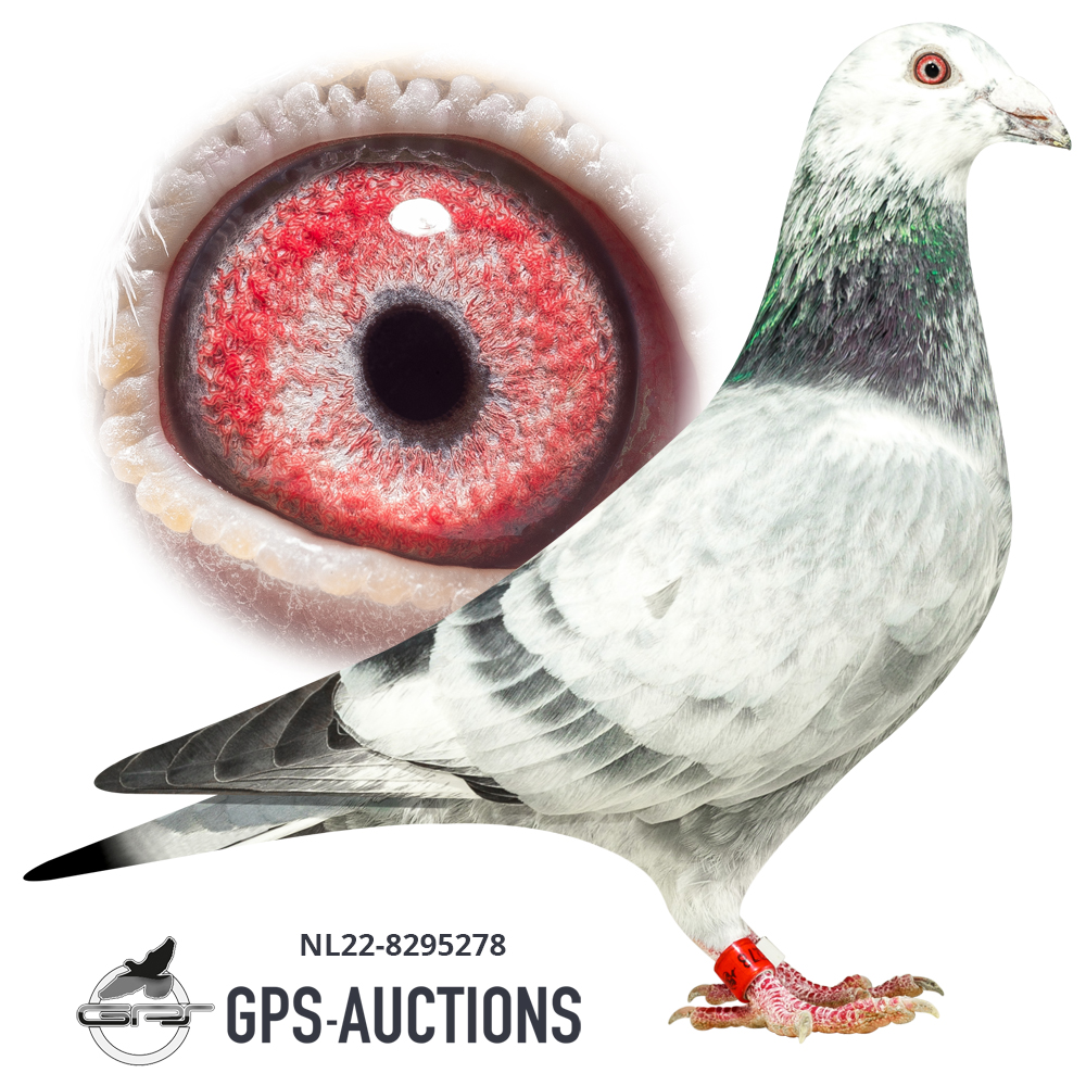 Belgium Speed Pigeons Part 2 - GPS-Auctions