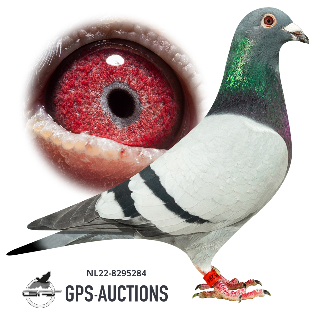 Belgium Speed Pigeons - GPS-Auctions