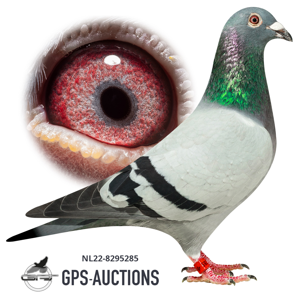 Belgium Speed Pigeons - GPS-Auctions
