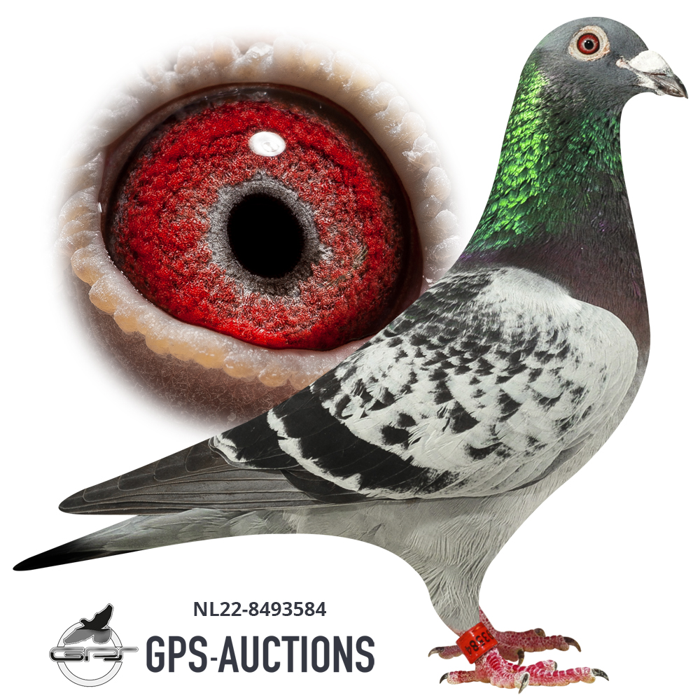 Bustran Pigeons P-2 - GPS-Auctions