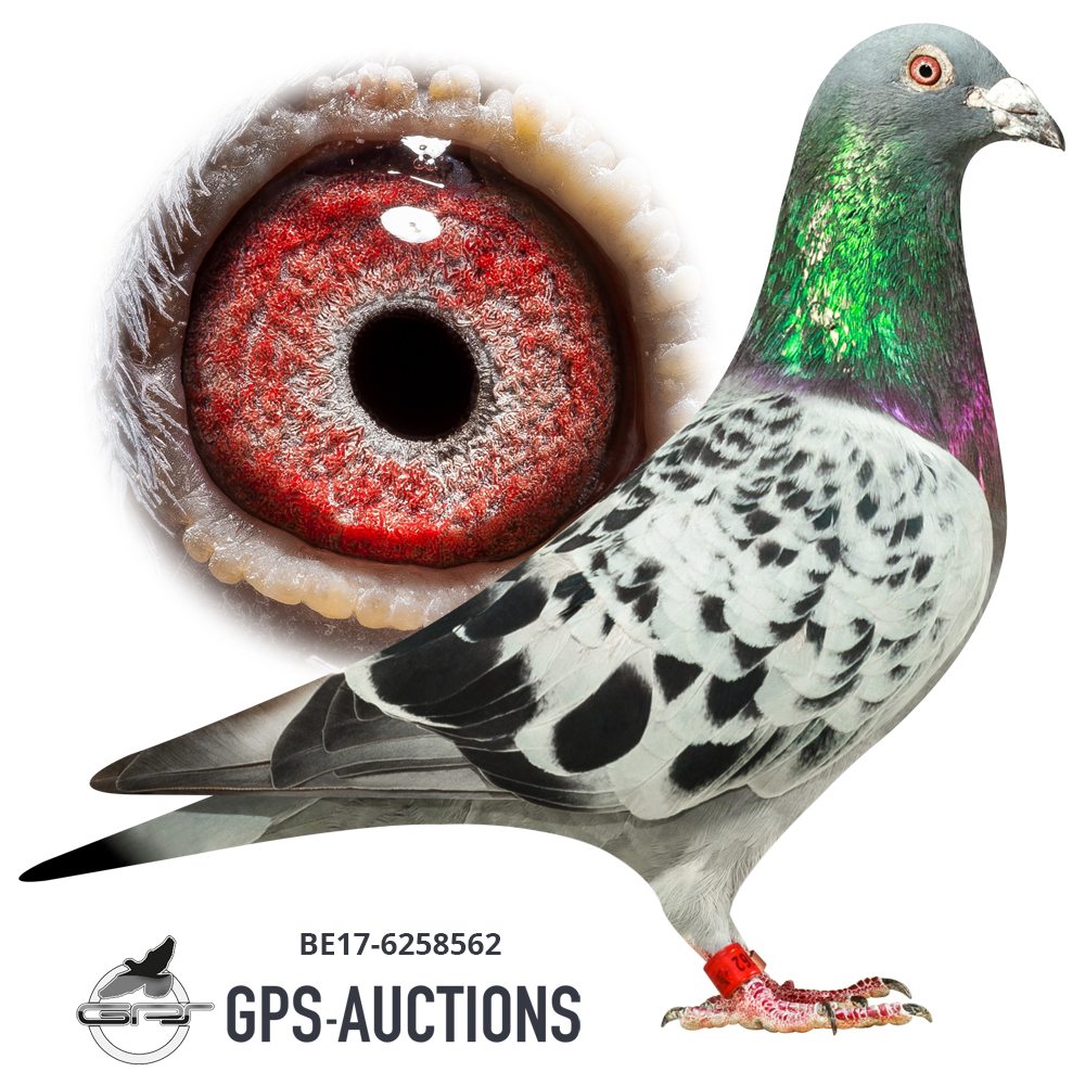 丹尼·凡·戴克 (Danny van Dyck) 和赫尔曼斯·霍克斯特拉 (Hermans Hoekstra) 特别版 - GPS-Auctions