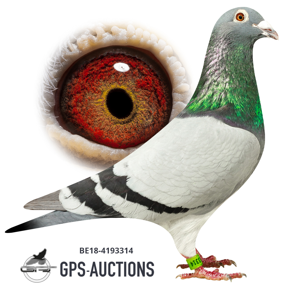 5 Special Marathon Pigeons - GPS-Auctions