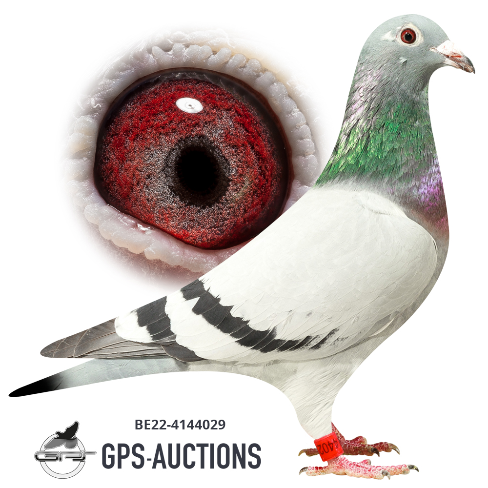 Yvan van den Bossche Part 1 - GPS-Auctions