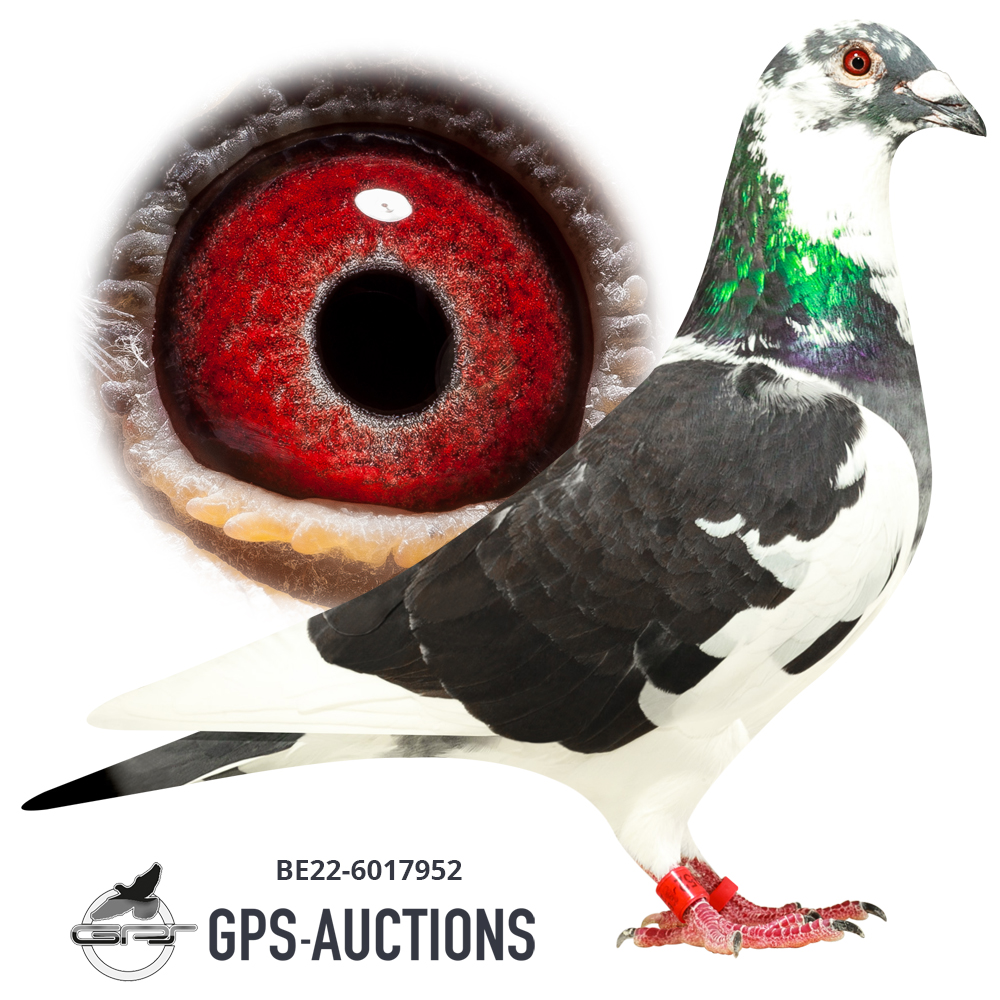 Bart Verbeek Part 2 - GPS-Auctions