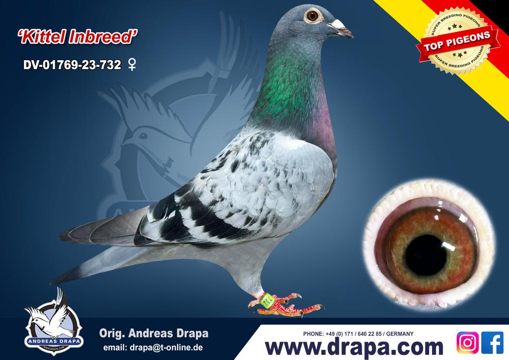 A.u. W. Drapa Special - GPS-Auctions