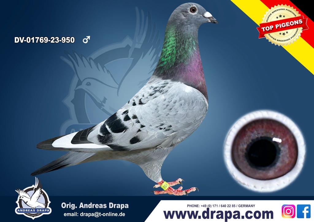 AuW Drapa Part 2 - GPS-Auctions