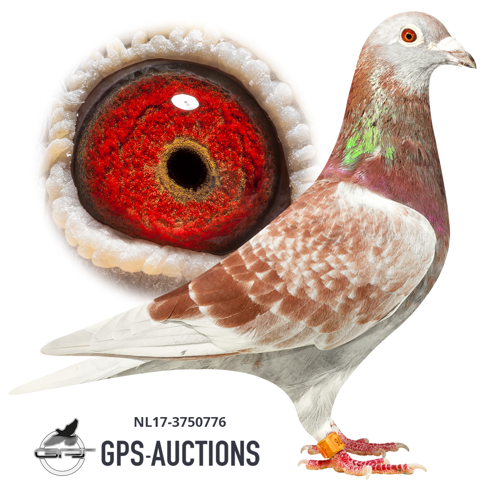 "Red Bullens" Collection - GPS-Auctions