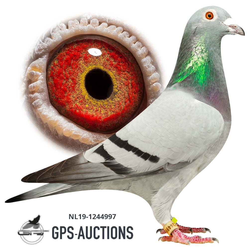 The Gerard Koopman special - GPS-Auctions