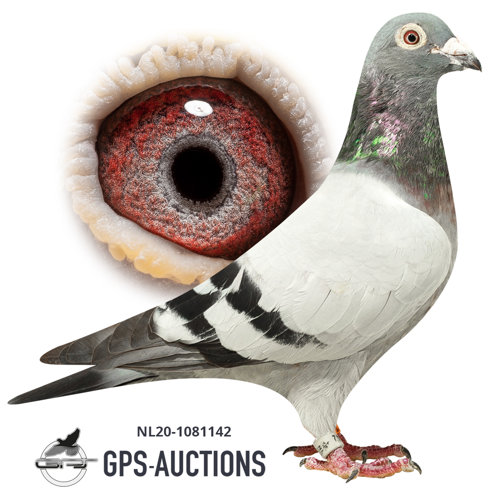 杰拉德 Koopman 特别- GPS-Auctions