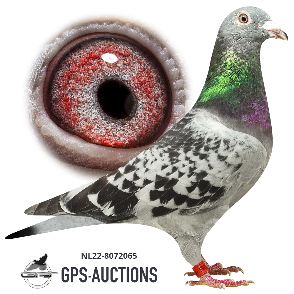 Gerard Koopman Özel - GPS-Auctions
