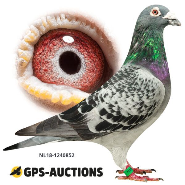 The Special Dutch Pigeons - GPS-Auctions